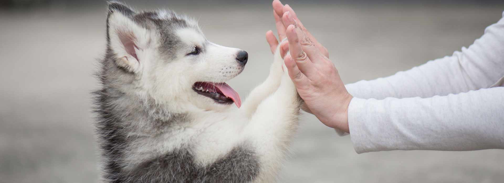 Training Your Dog 101: Tips and Tricks for a Well-Behaved Pup | Takoma ...